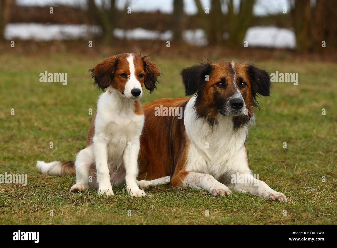 Kooiker lying hi-res stock photography and images - Alamy