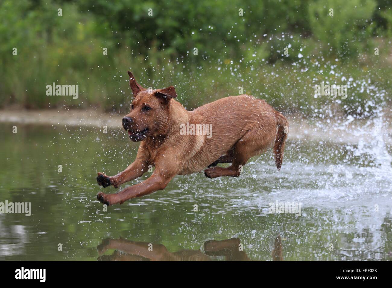 jumping Labrador Retriever Stock Photo - Alamy
