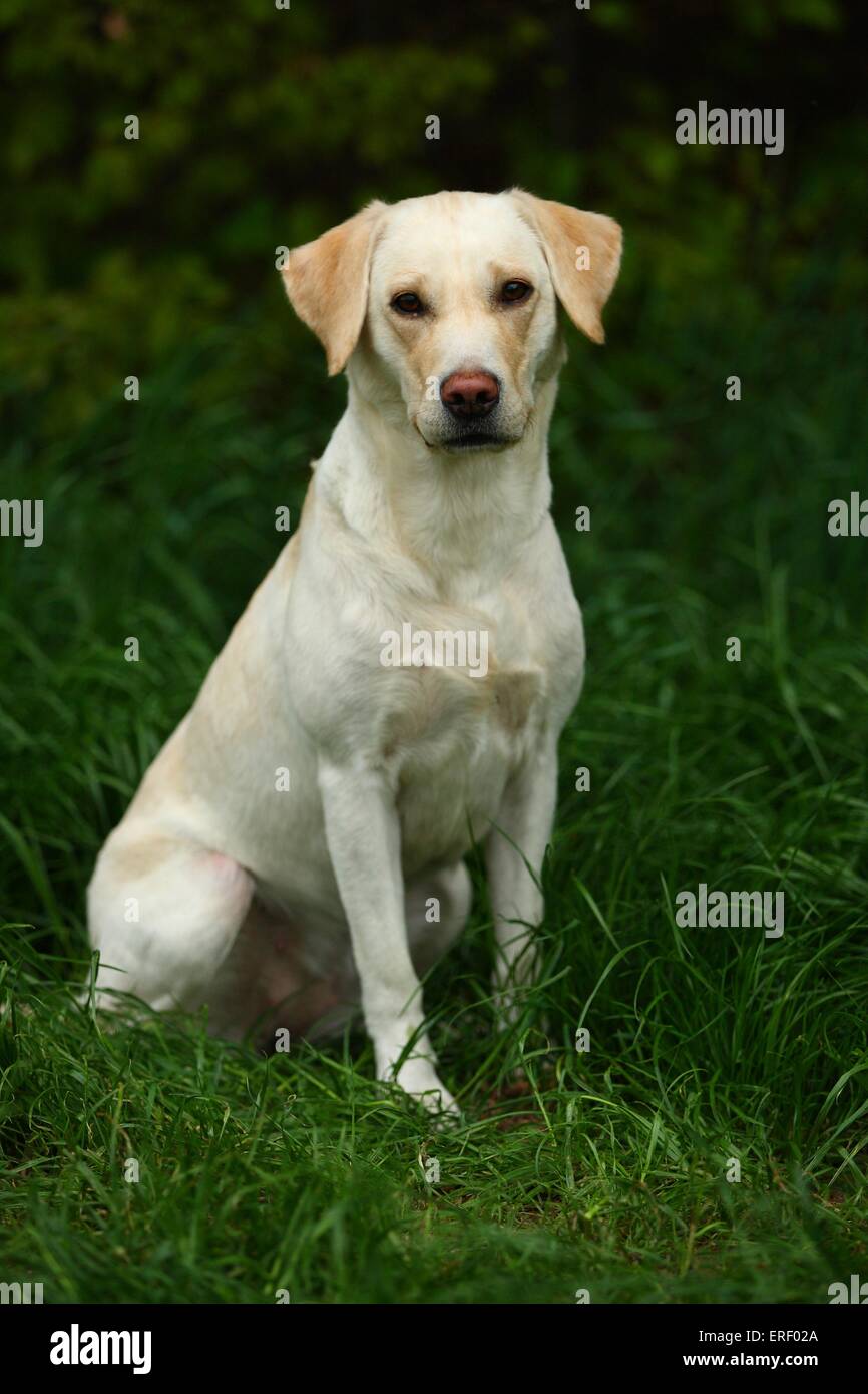 sitting Labrador Retriever Stock Photo - Alamy