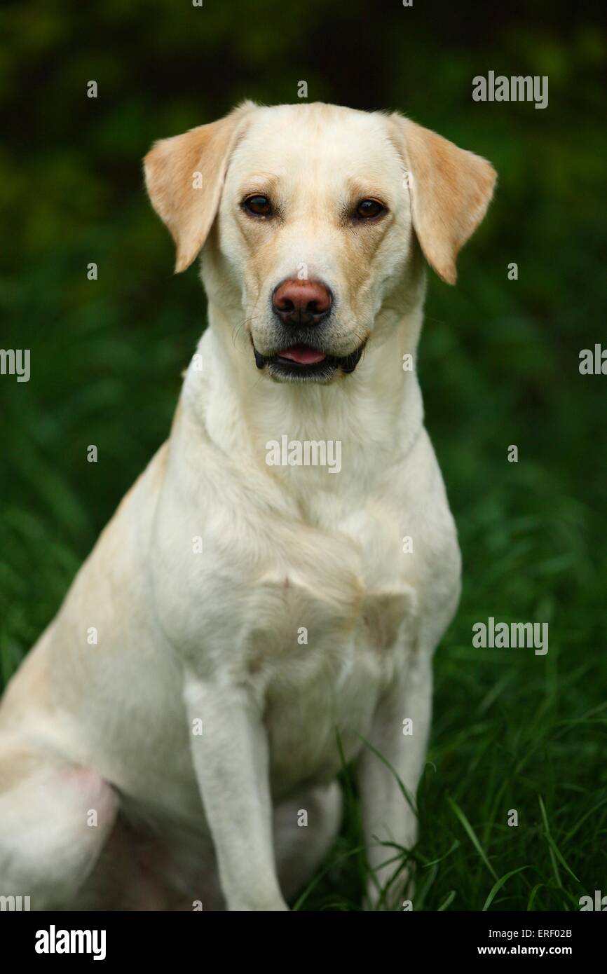 Labrador Retriever Portrait Stock Photo - Alamy