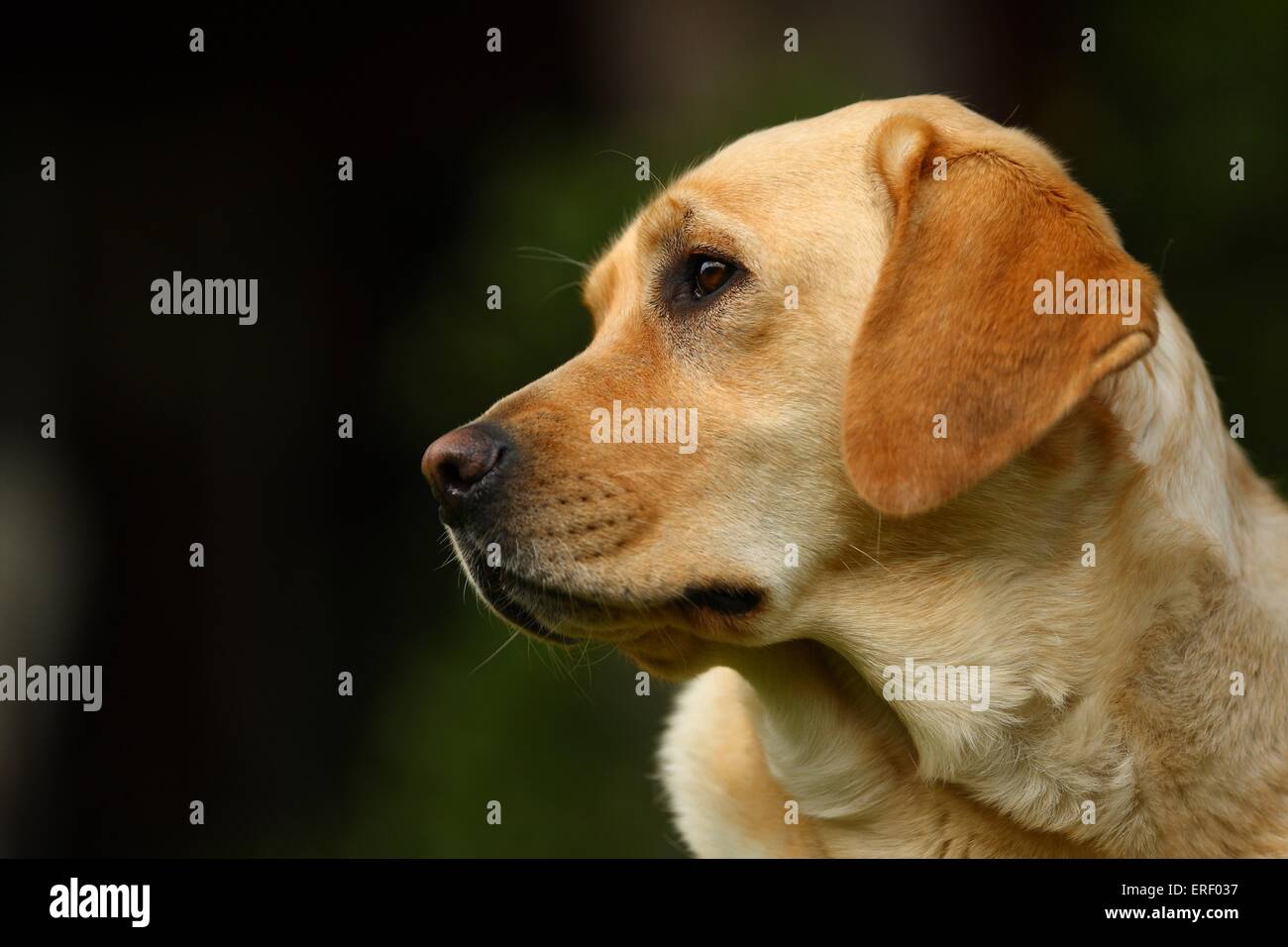 Labrador Retriever Portrait Stock Photo - Alamy