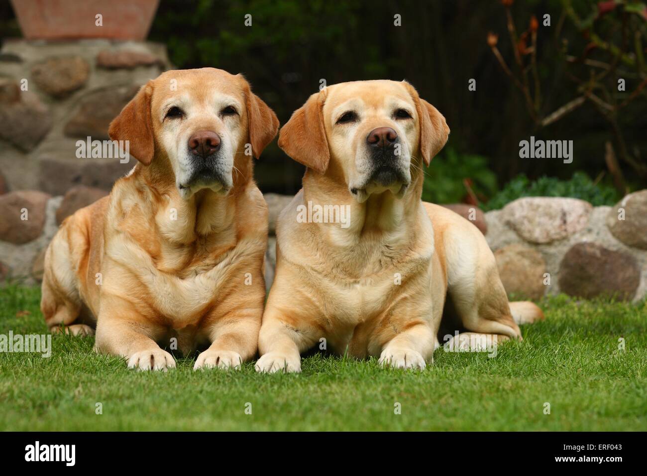 2 Labrador Retrievers Stock Photo - Alamy