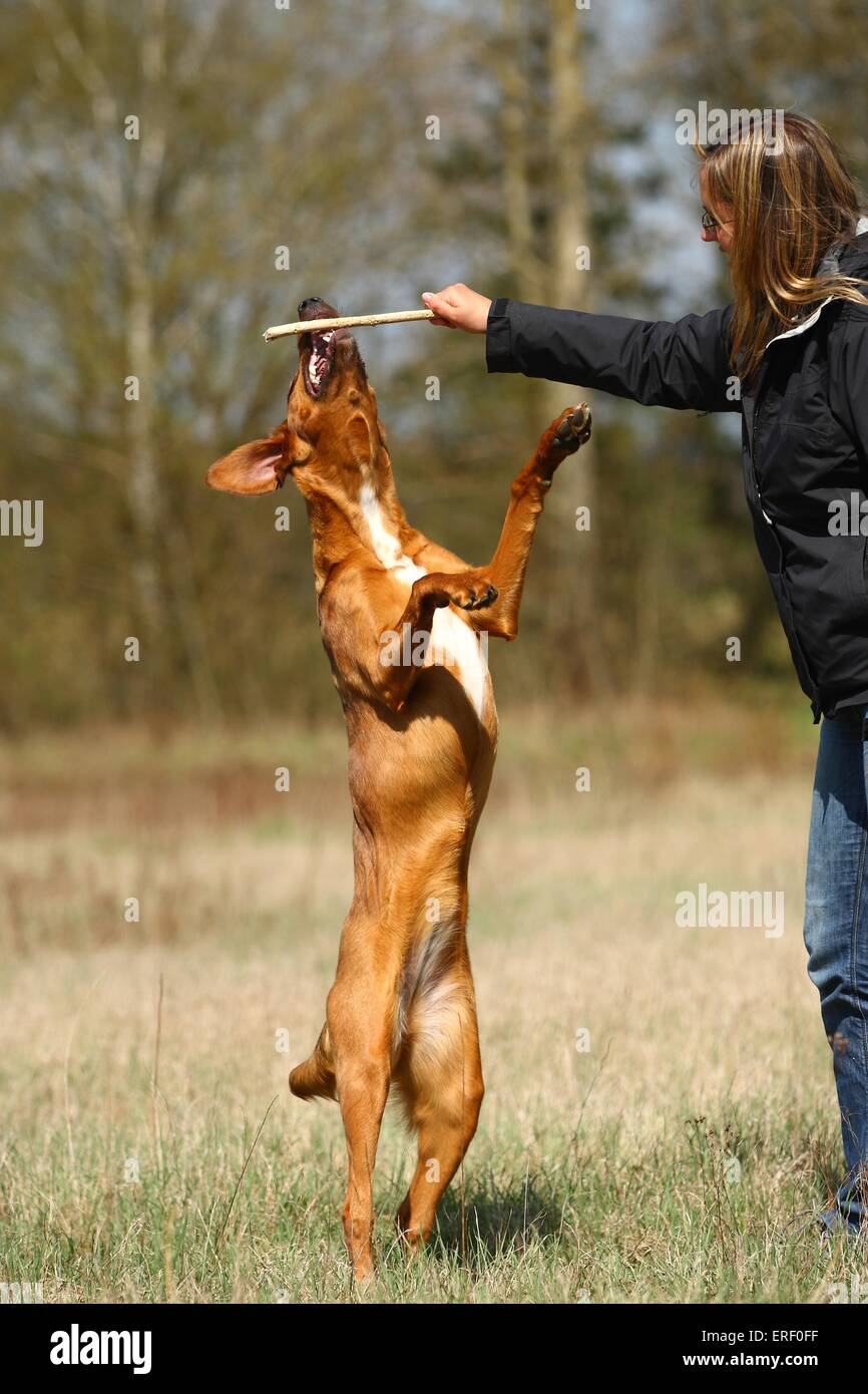 Person mongrel brown hi-res stock photography and images - Alamy