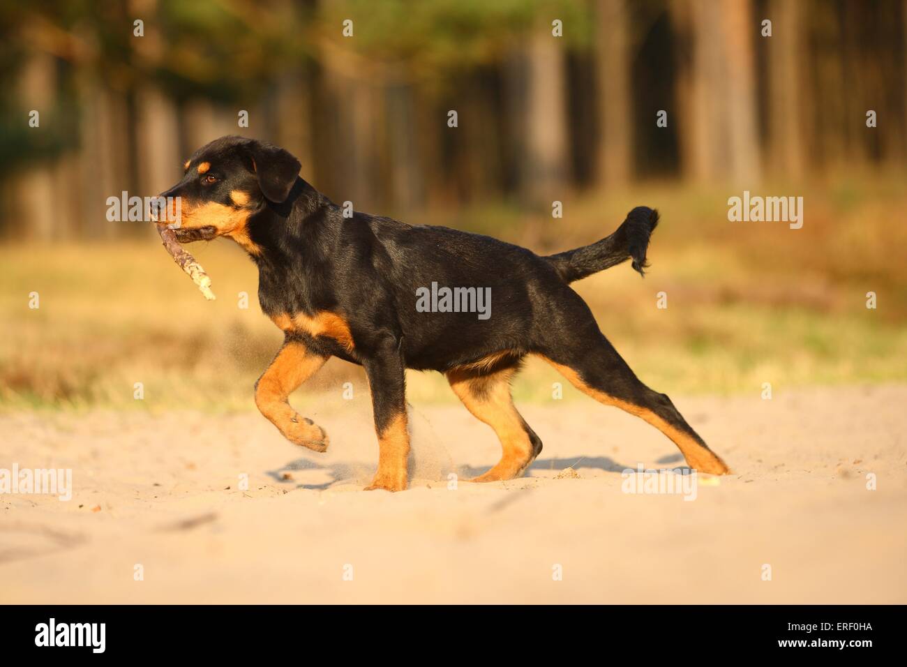 Walking rottweiler hi-res stock photography and images - Alamy