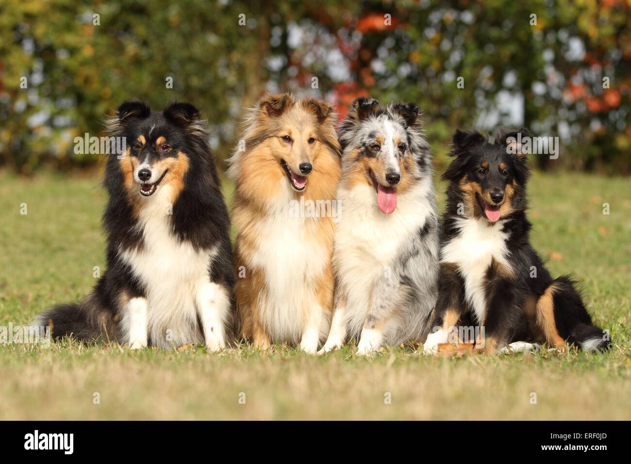 Four shetland sheepdogs hi-res stock photography and images - Alamy