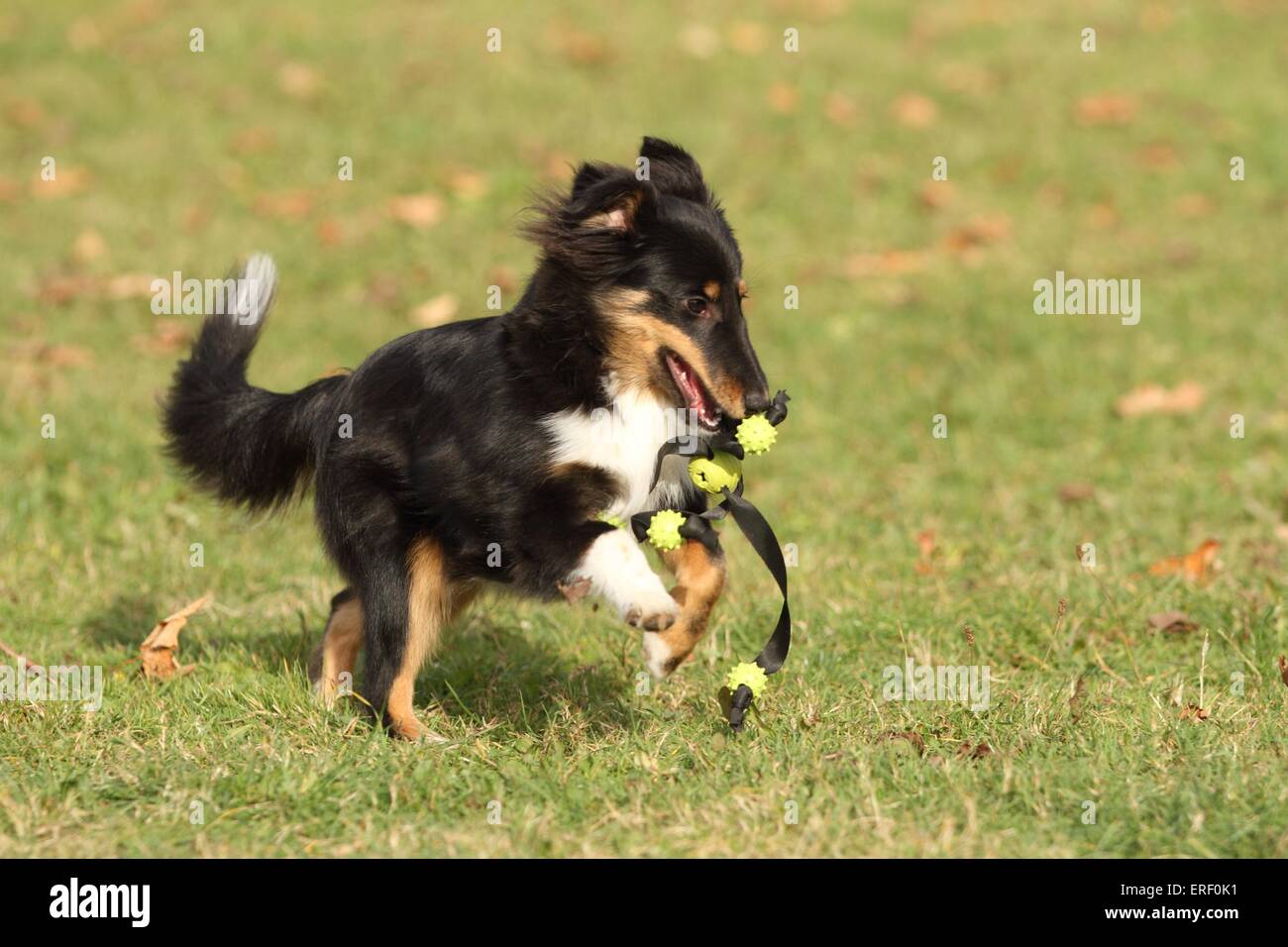 Young sheepdog hi-res stock photography and images - Alamy