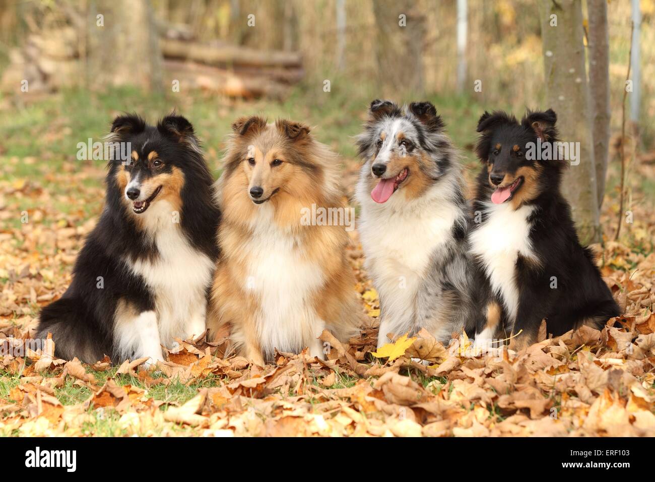 Four shetland sheepdogs hi-res stock photography and images - Alamy