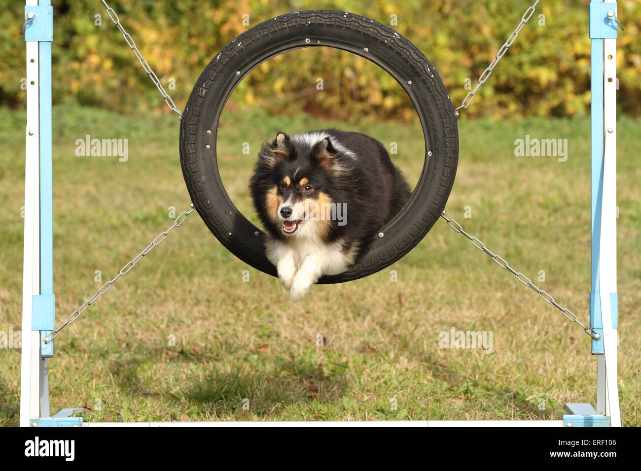 Sheepdog sport hi-res stock photography and images - Alamy