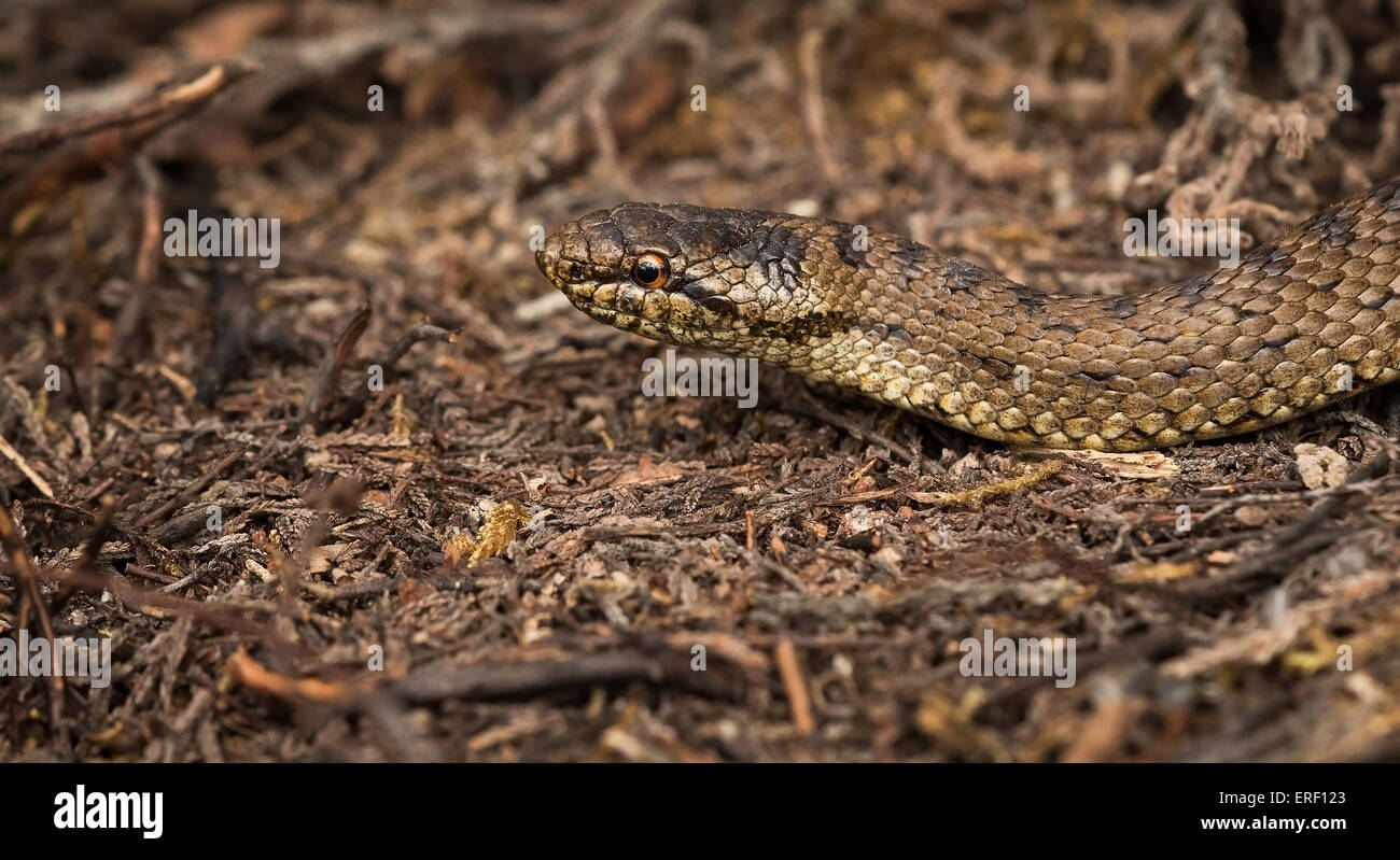Smooth Snake coiled Stock Photo - Alamy