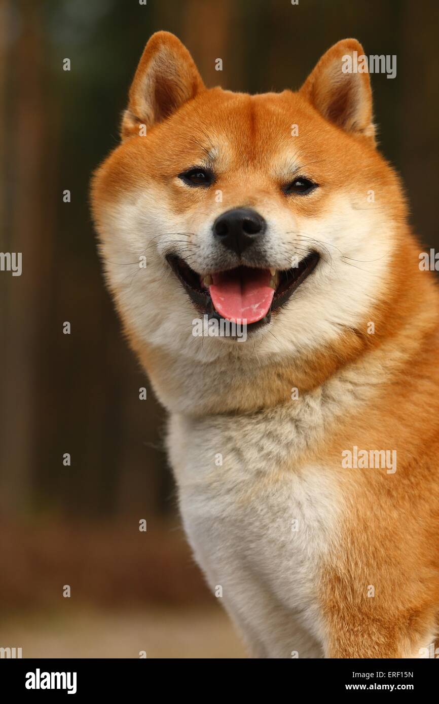 Shiba Inu Portrait Stock Photo - Alamy