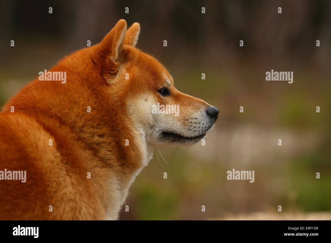 Shiba Inu Portrait Stock Photo - Alamy