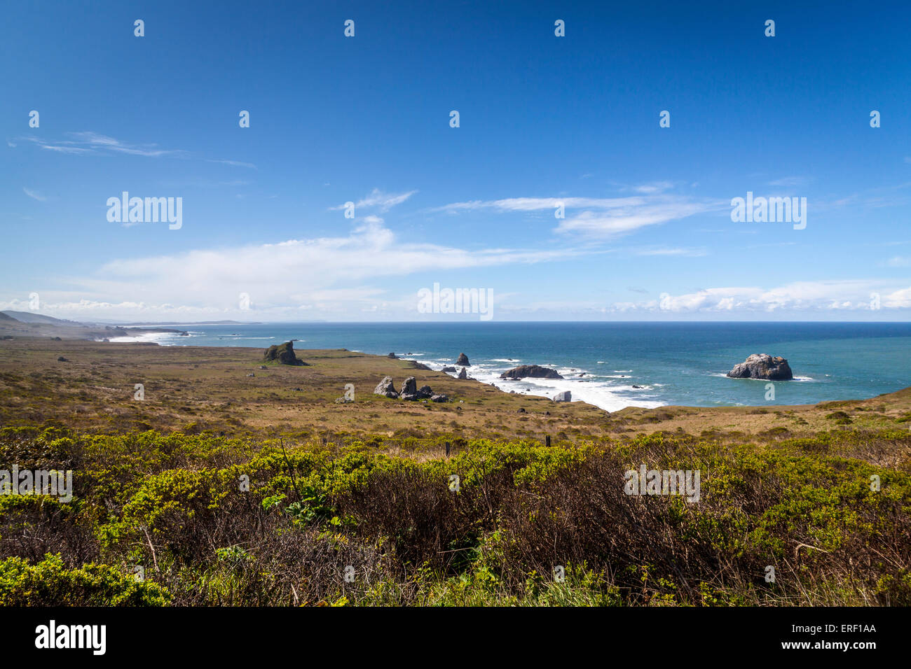 Salt point state park redwood hi-res stock photography and images - Alamy