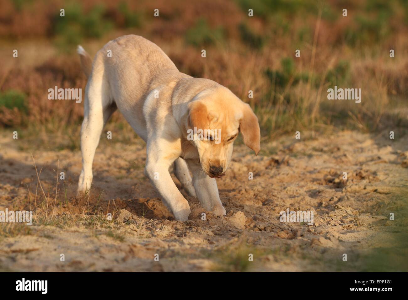 digging Labrador Retriever Stock Photo - Alamy
