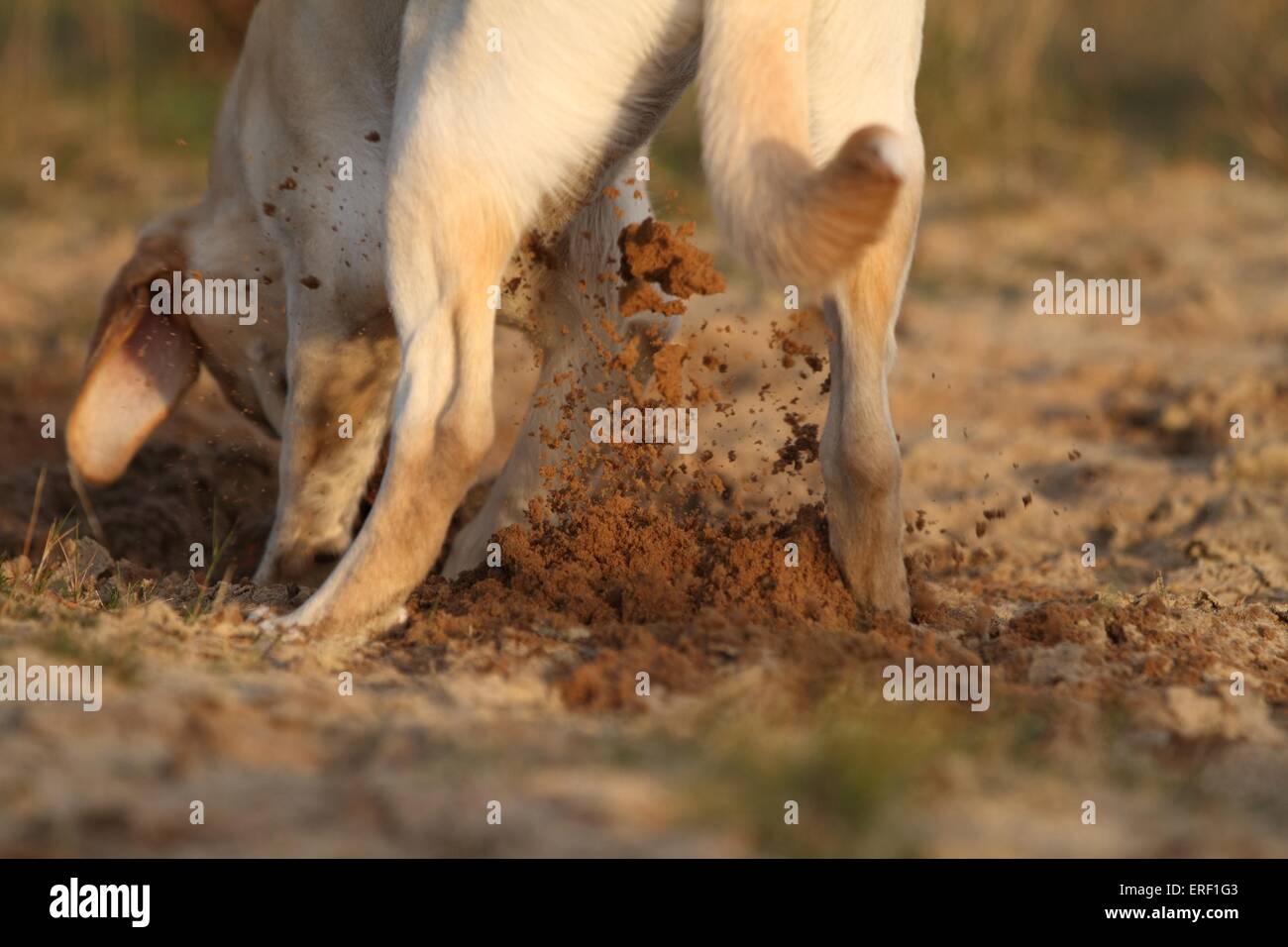 digging Labrador Retriever Stock Photo - Alamy