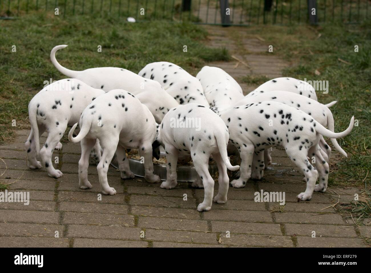 Dalmatian food hi-res stock photography and images - Alamy