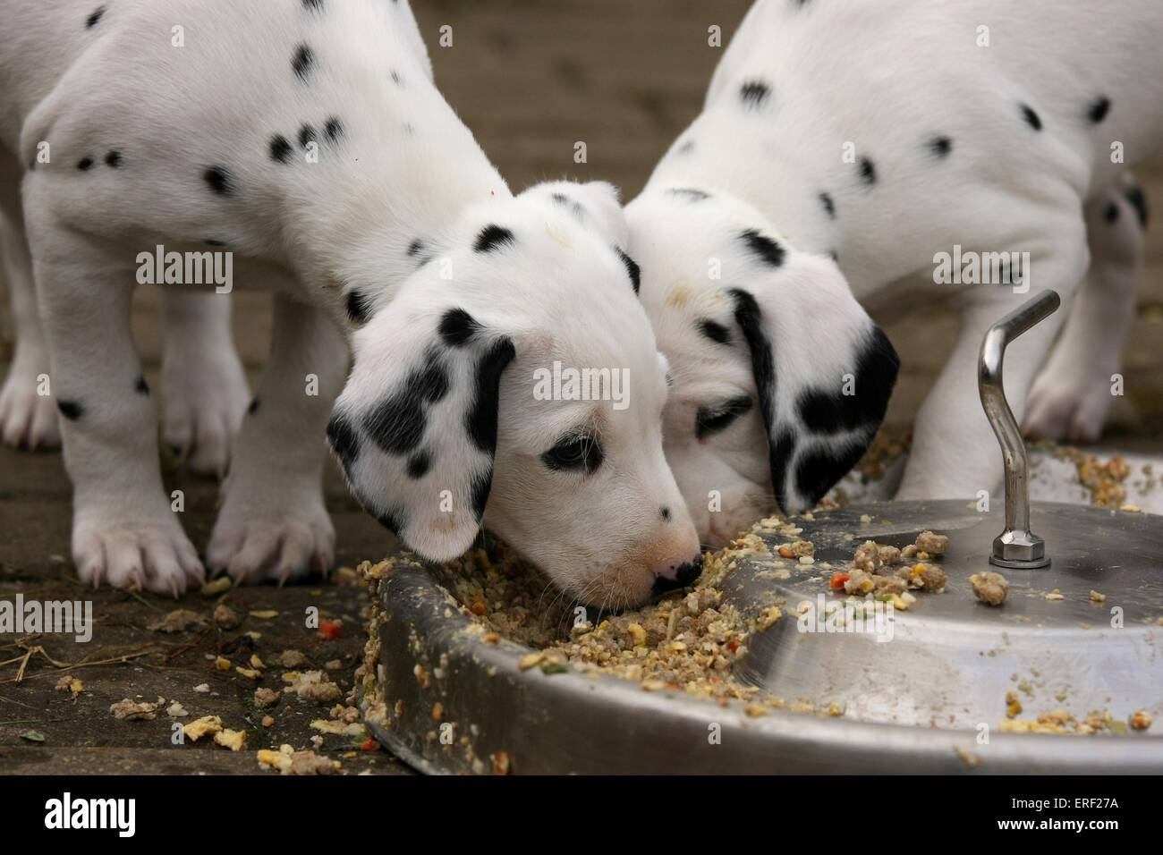 Dalmatian dog eating hi-res stock photography and images - Alamy
