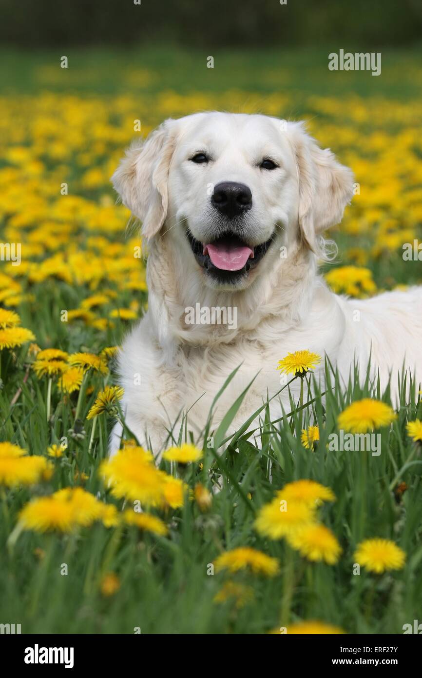 Portrait golden retriever dog lies hi-res stock photography and images ...