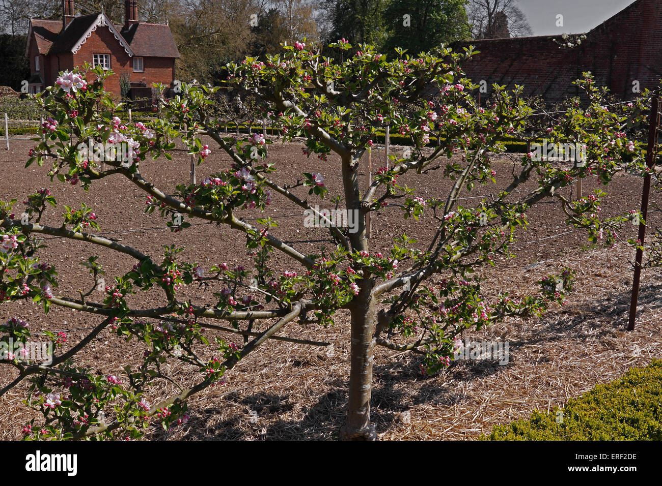 OLD ENGLISH APPLE JAMES GRIEVE GROWN AS A FANNED TREE Stock Photo - Alamy