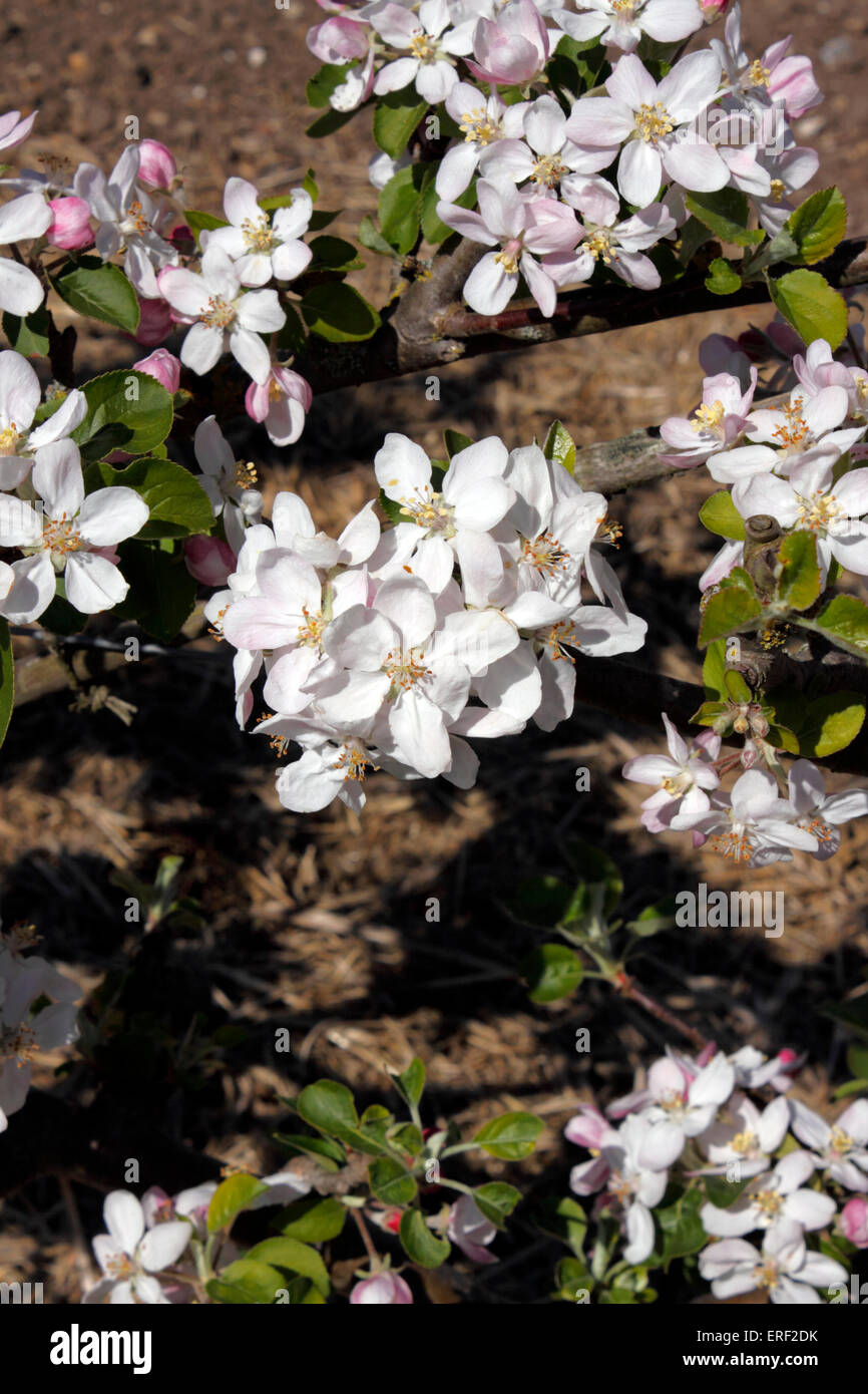 Heritage apple trees hi-res stock photography and images - Alamy