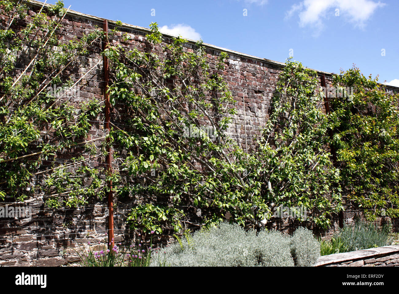Victoria plum tree hi-res stock photography and images - Alamy