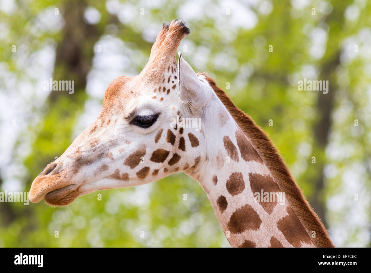 Handsome tree hi-res stock photography and images - Alamy