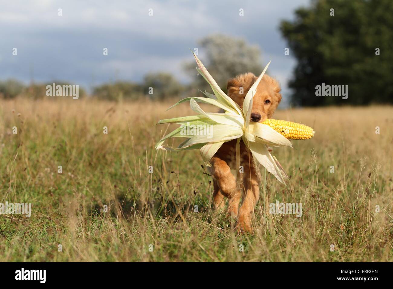 Corn puppy hi-res stock photography and images - Alamy