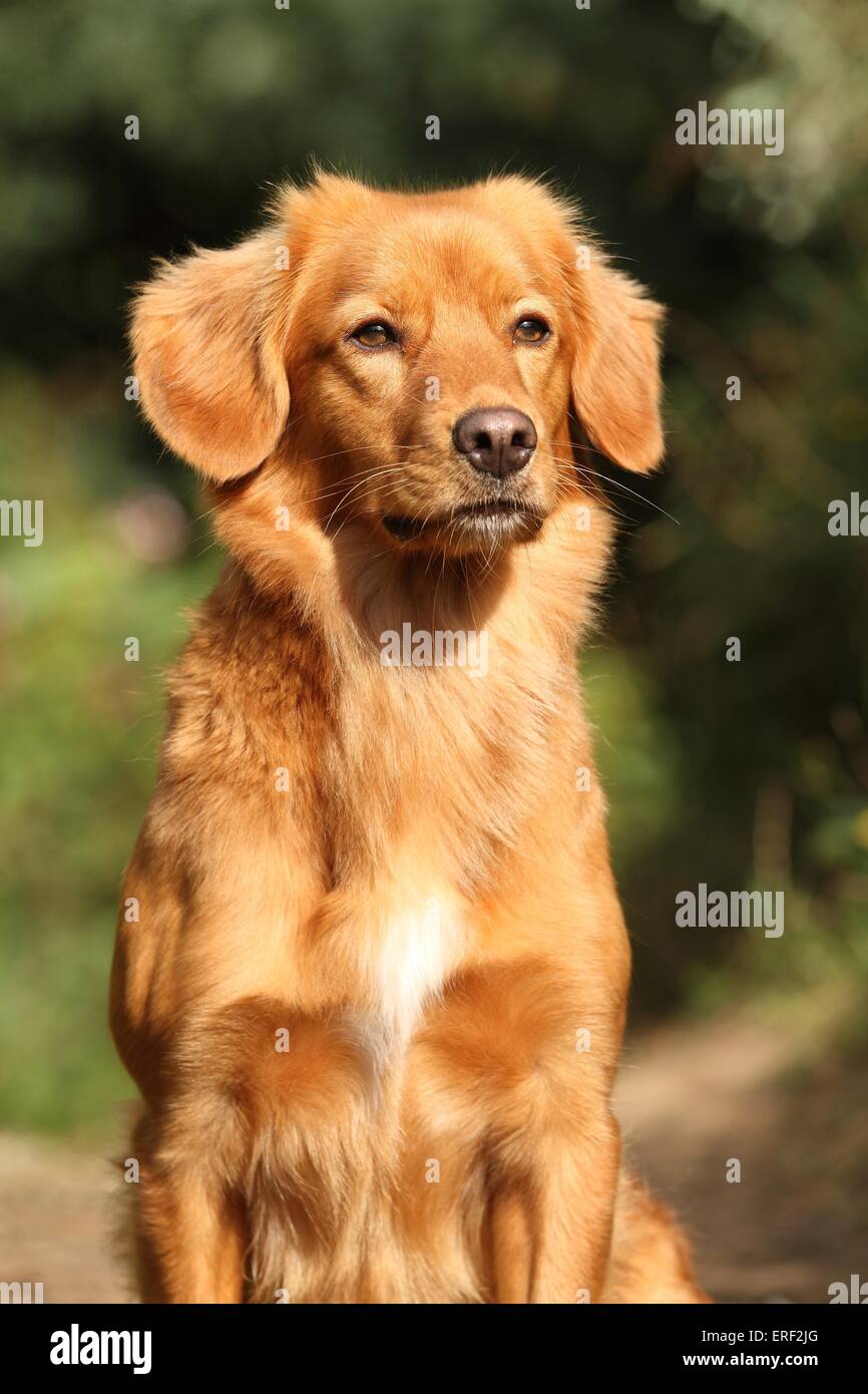 Adult duck tolling retriever hi-res stock photography and images - Alamy