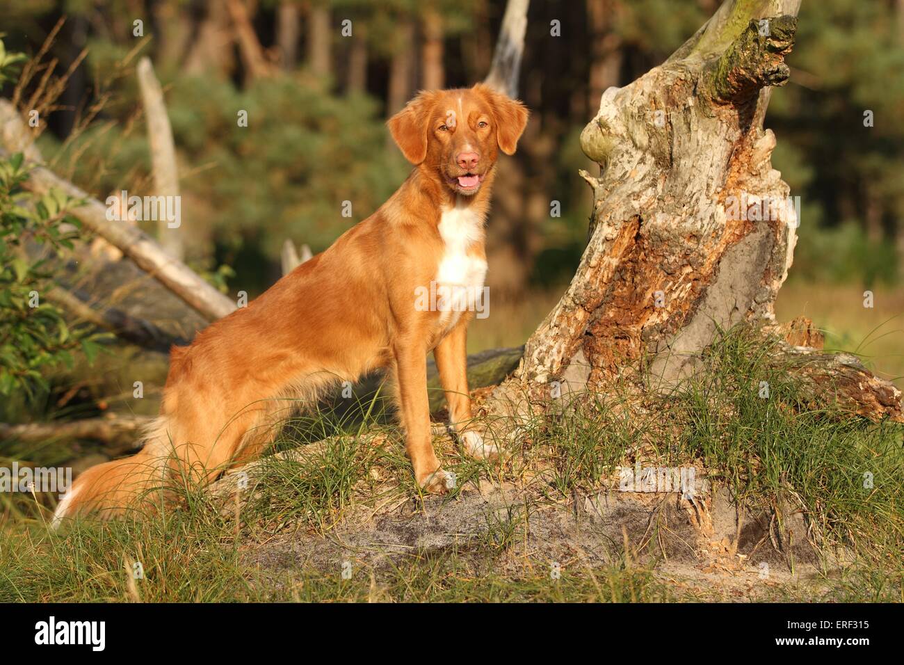 Nova Scotia Duck Tolling Retriever Stock Photo - Alamy
