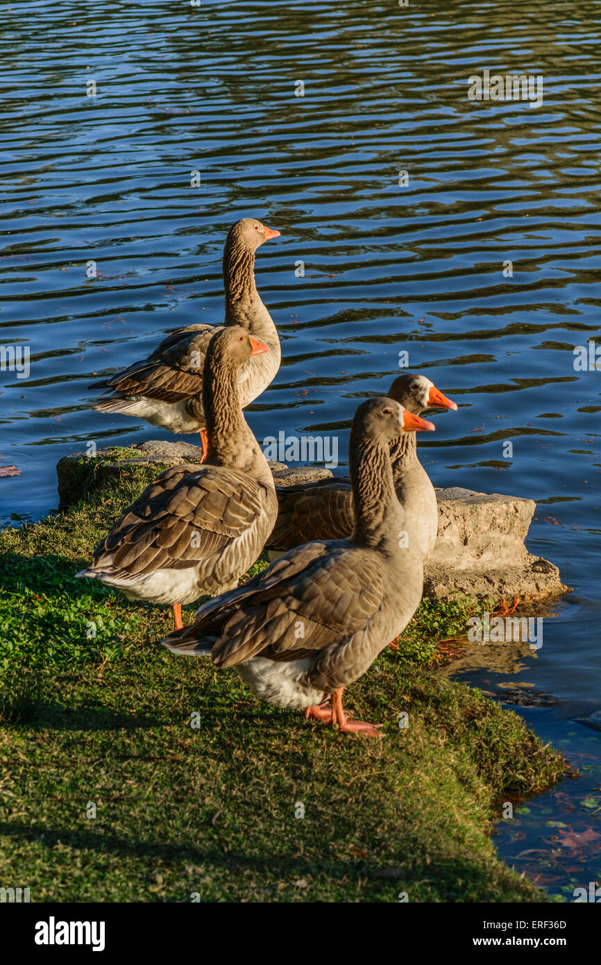 Beautiful group of dark geese at lake in a park of Montevideo, Uruguay ...
