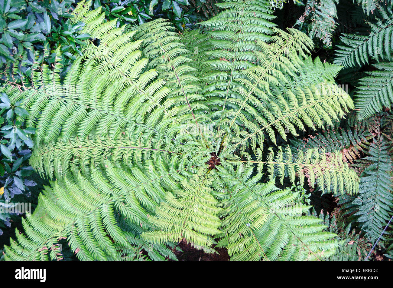 Punga, tree fern, from above, Pureora Forest, North Island, New Zealand ...