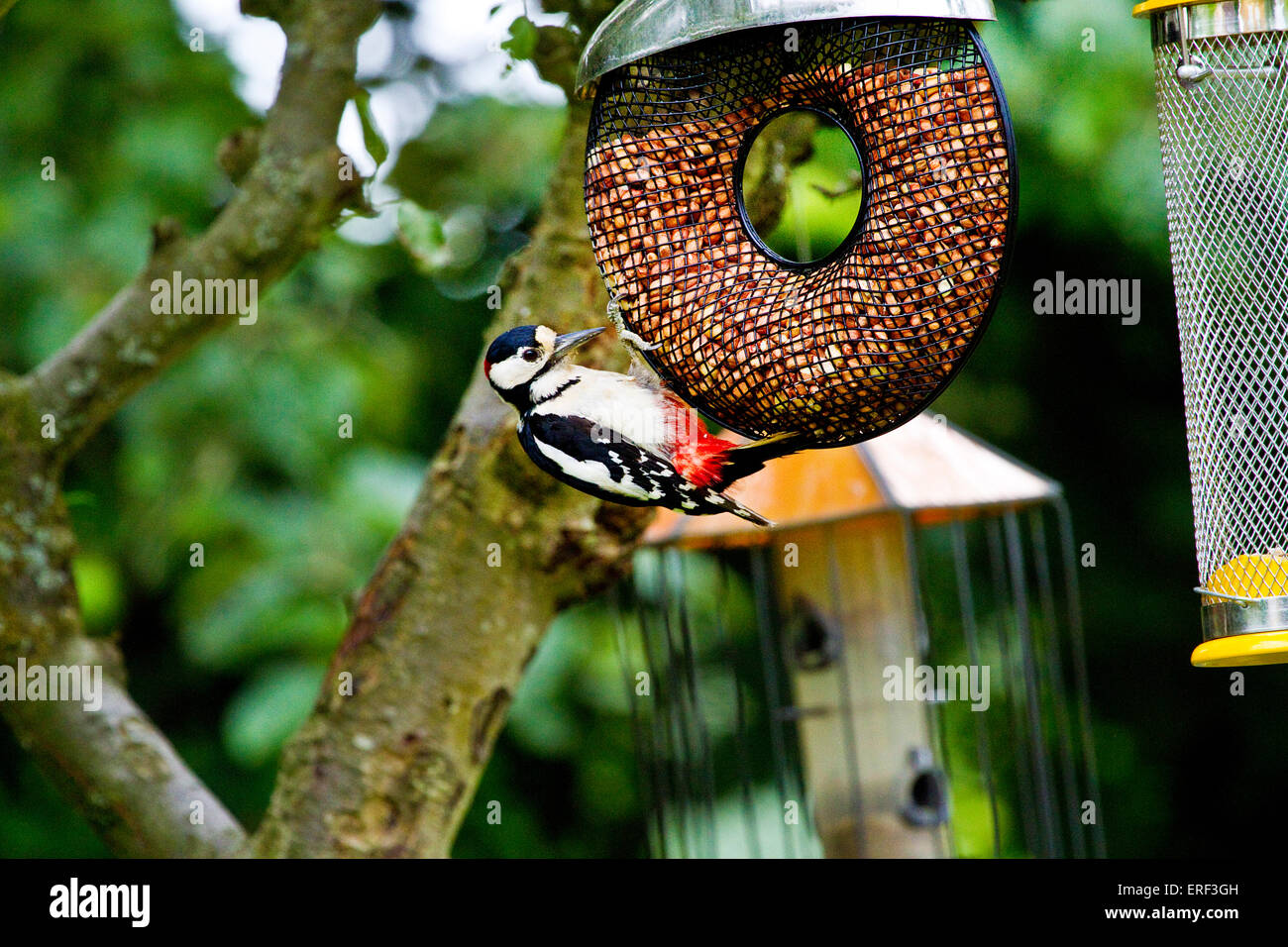 Peanut Trees High Resolution Stock Photography and Images - Alamy