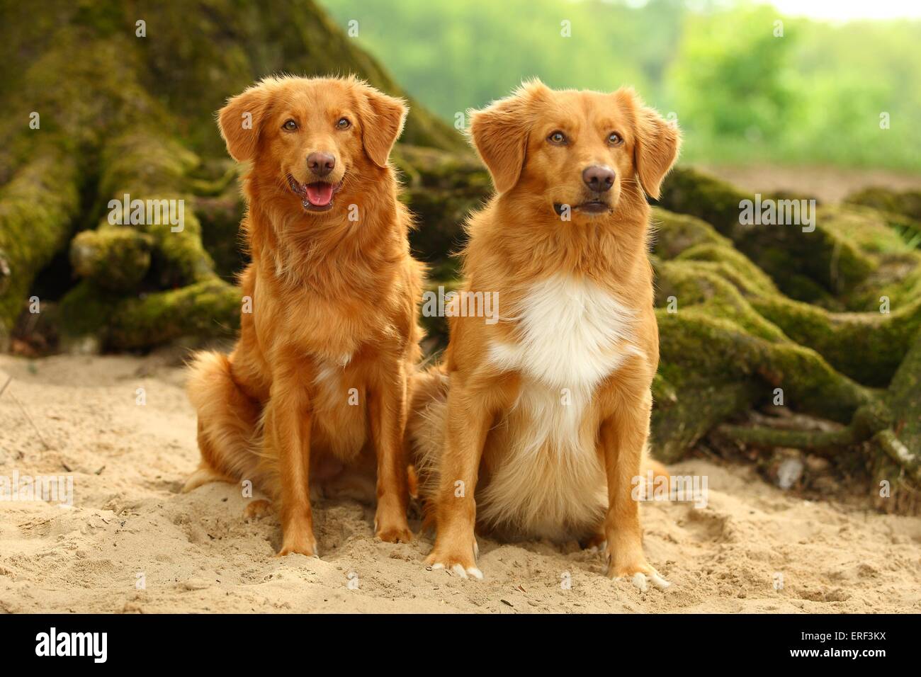 2 Nova Scotia Duck Tolling Retrievers Stock Photo - Alamy