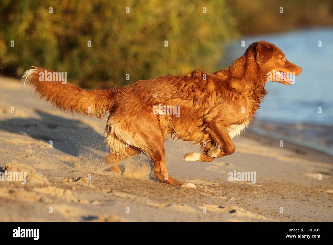 Nova scotia duck toller hi-res stock photography and images - Alamy