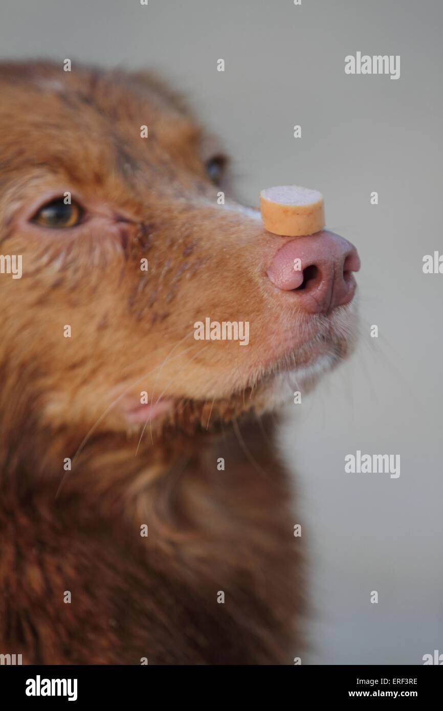 toller with treat Stock Photo - Alamy