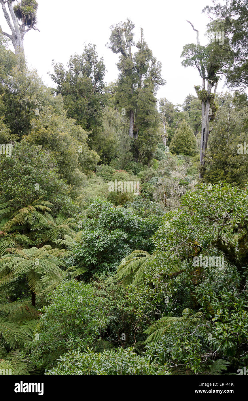 Native forest from above, Pureora Forest, North Island, New Zealand ...