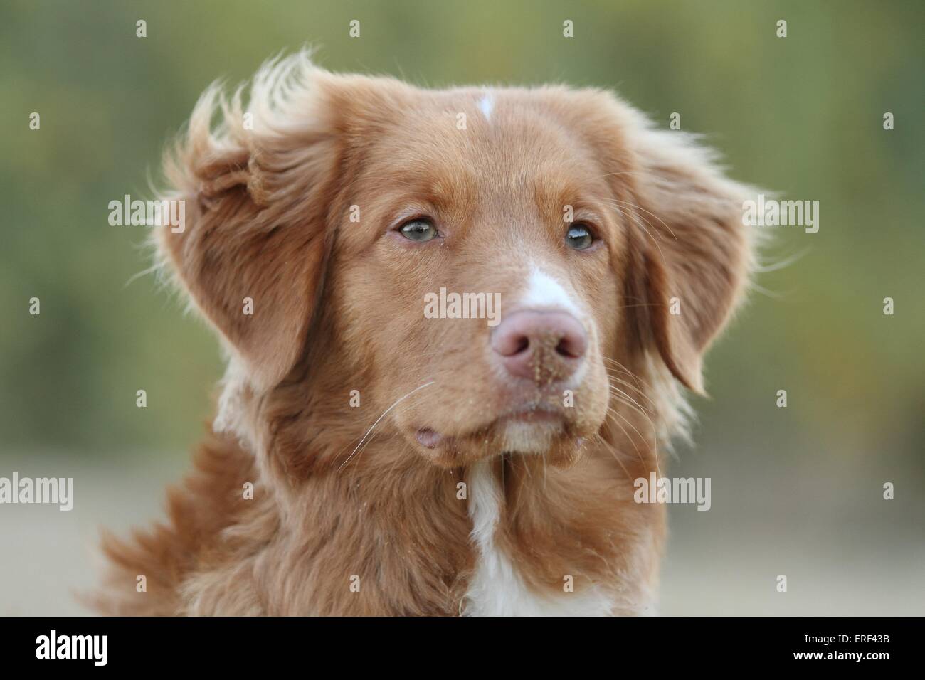 Nova Scotia Duck Tolling Retriever Portrait Stock Photo - Alamy