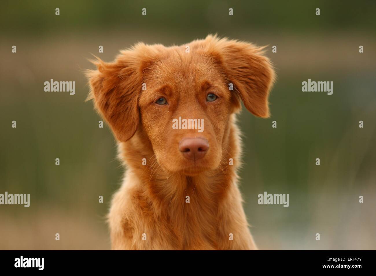 Purebred duck tolling retriever hi-res stock photography and images - Alamy