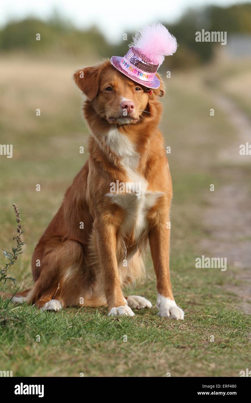 Toller lane hi-res stock photography and images - Alamy