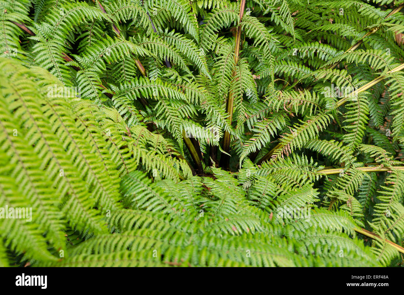 Punga, tree fern, from above, Pureora Forest, North Island, New Zealand ...