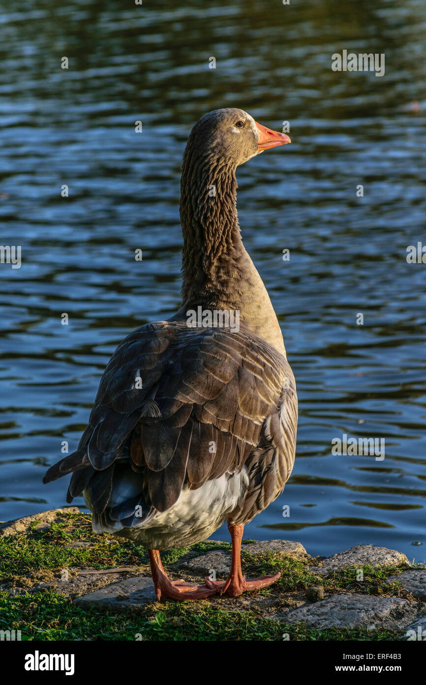 Beautiful dark goose at lake in a park of Montevideo, Uruguay Stock ...