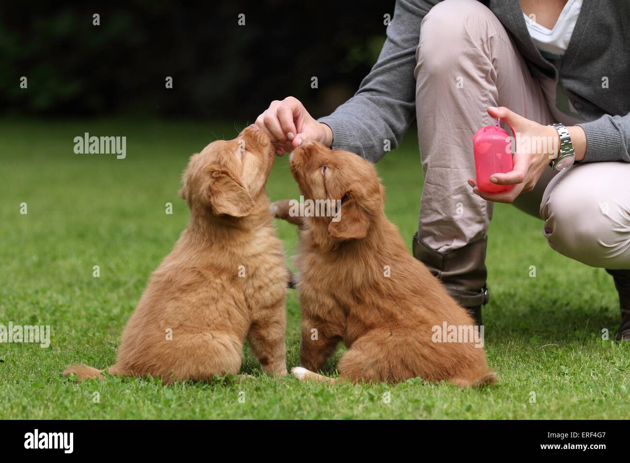 Nova feeds hi-res stock photography and images - Alamy