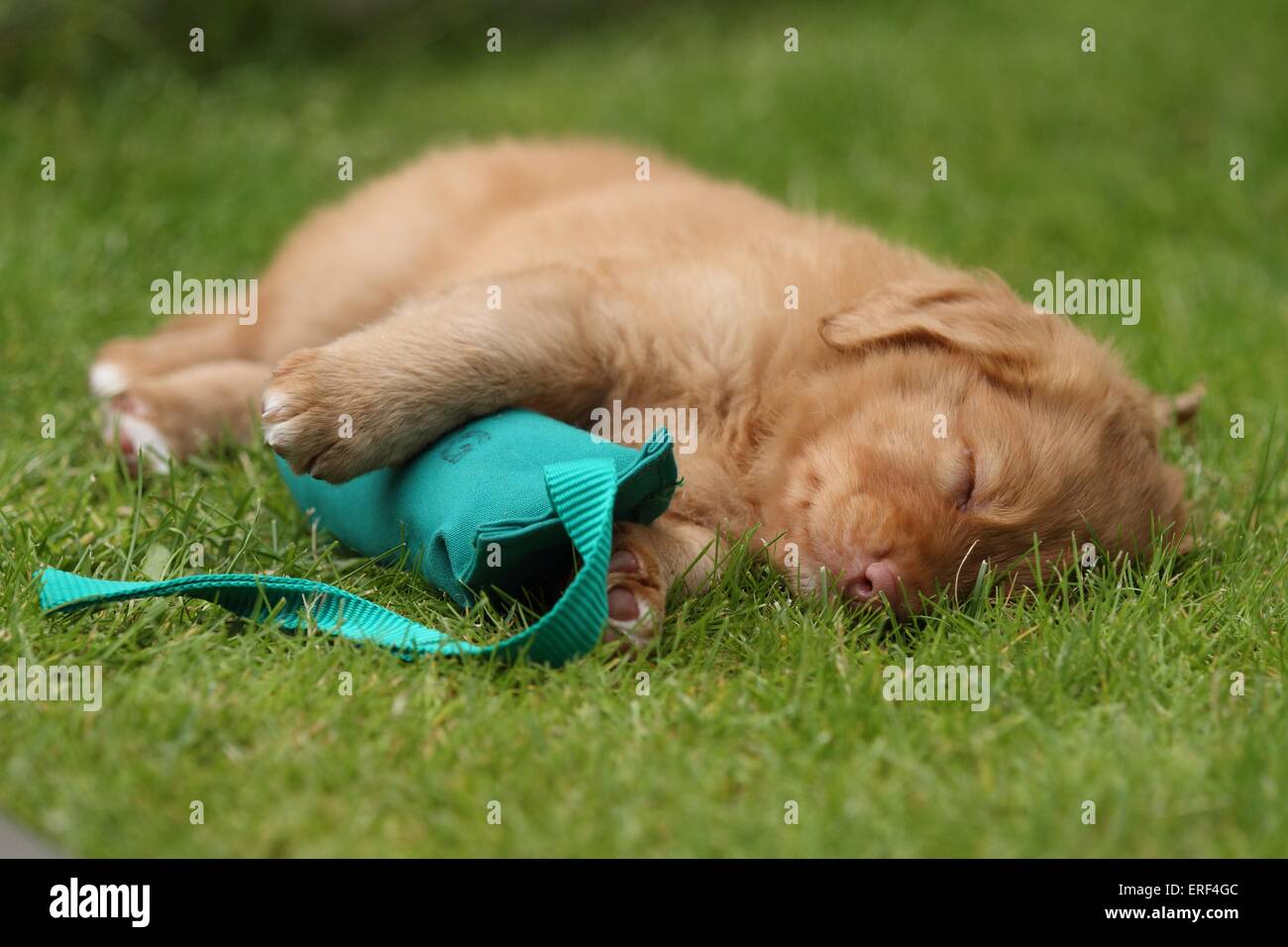 Baby sized dummy hi-res stock photography and images - Alamy