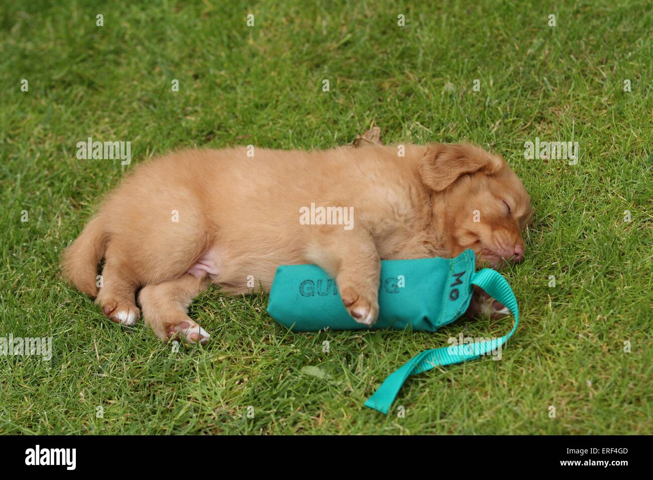 Baby sized dummy hi-res stock photography and images - Alamy