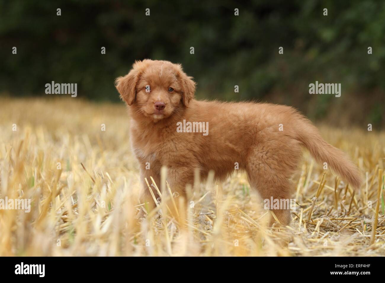 Toller puppies hi-res stock photography and images - Alamy