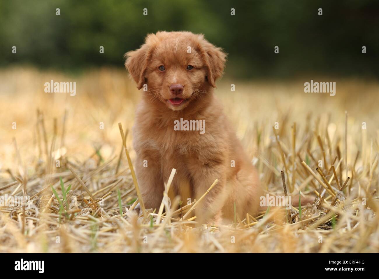 Toller puppies hi-res stock photography and images - Alamy