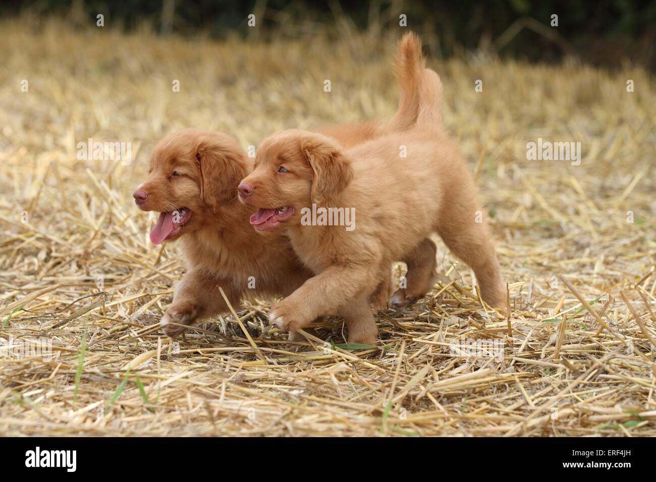 Toller puppies hi-res stock photography and images - Alamy