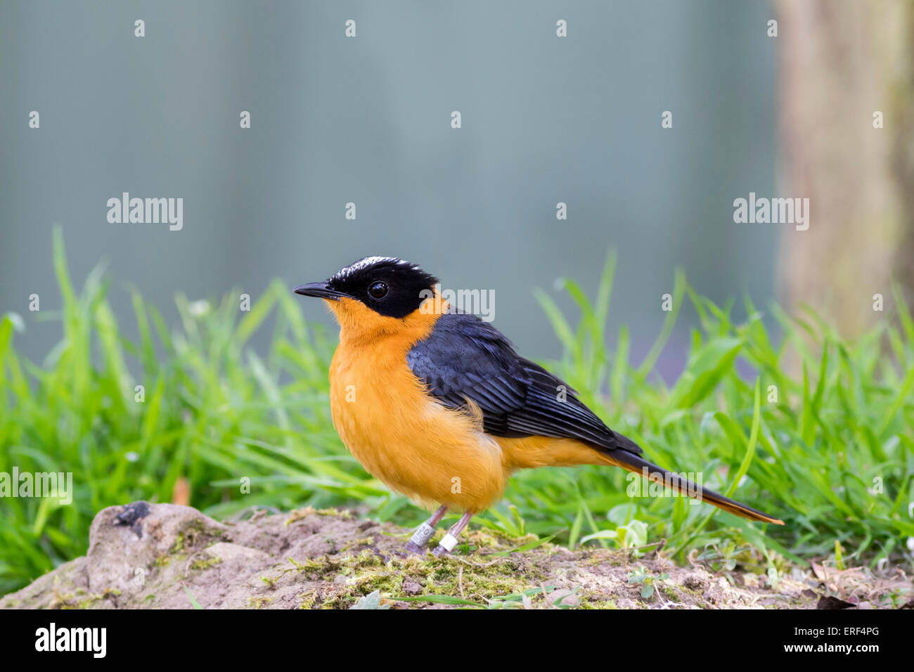 Snowy crowned robin chat (Cossypha niveicapilla Stock Photo - Alamy