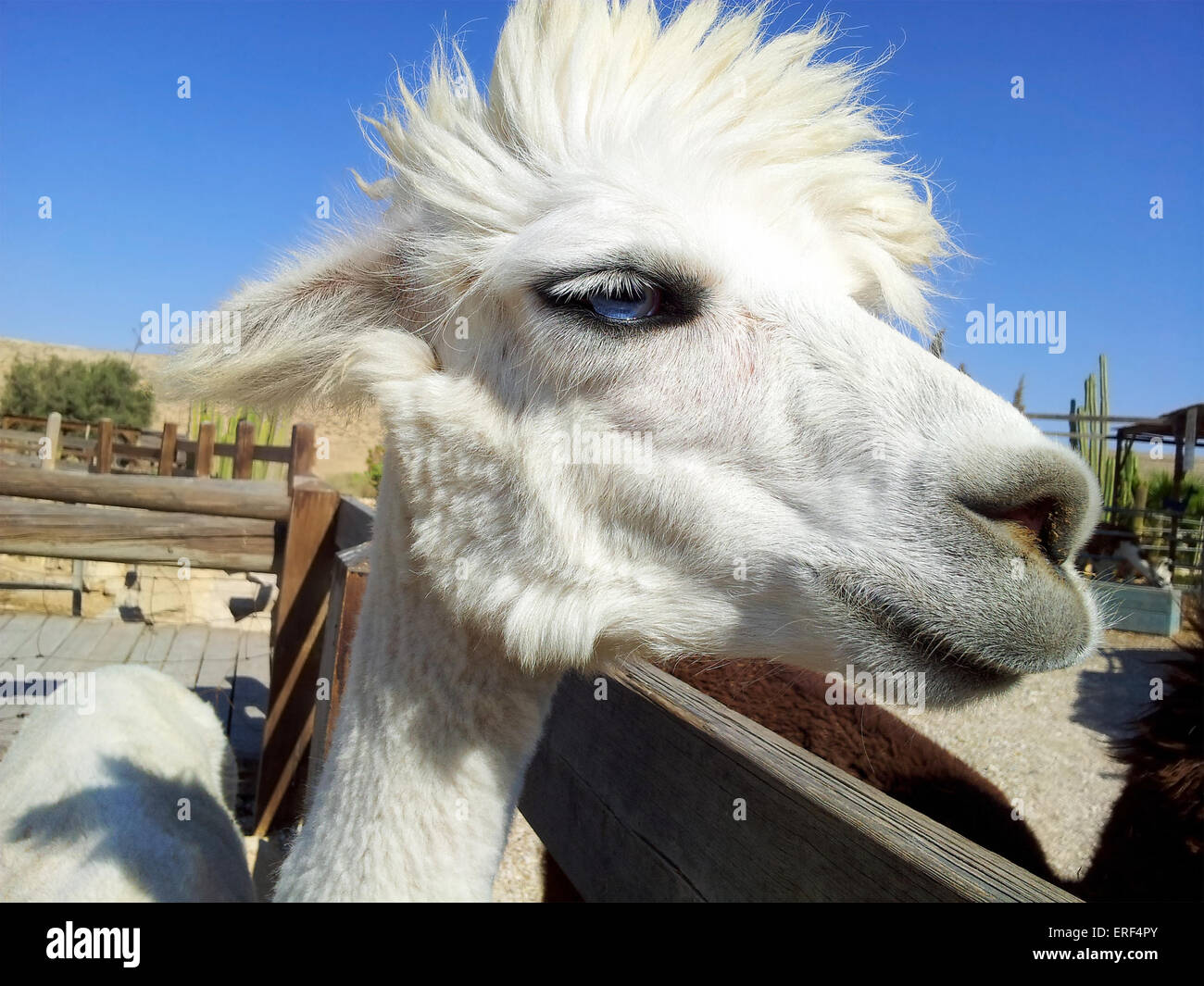White alpaca with beautiful eye on the farm Stock Photo - Alamy