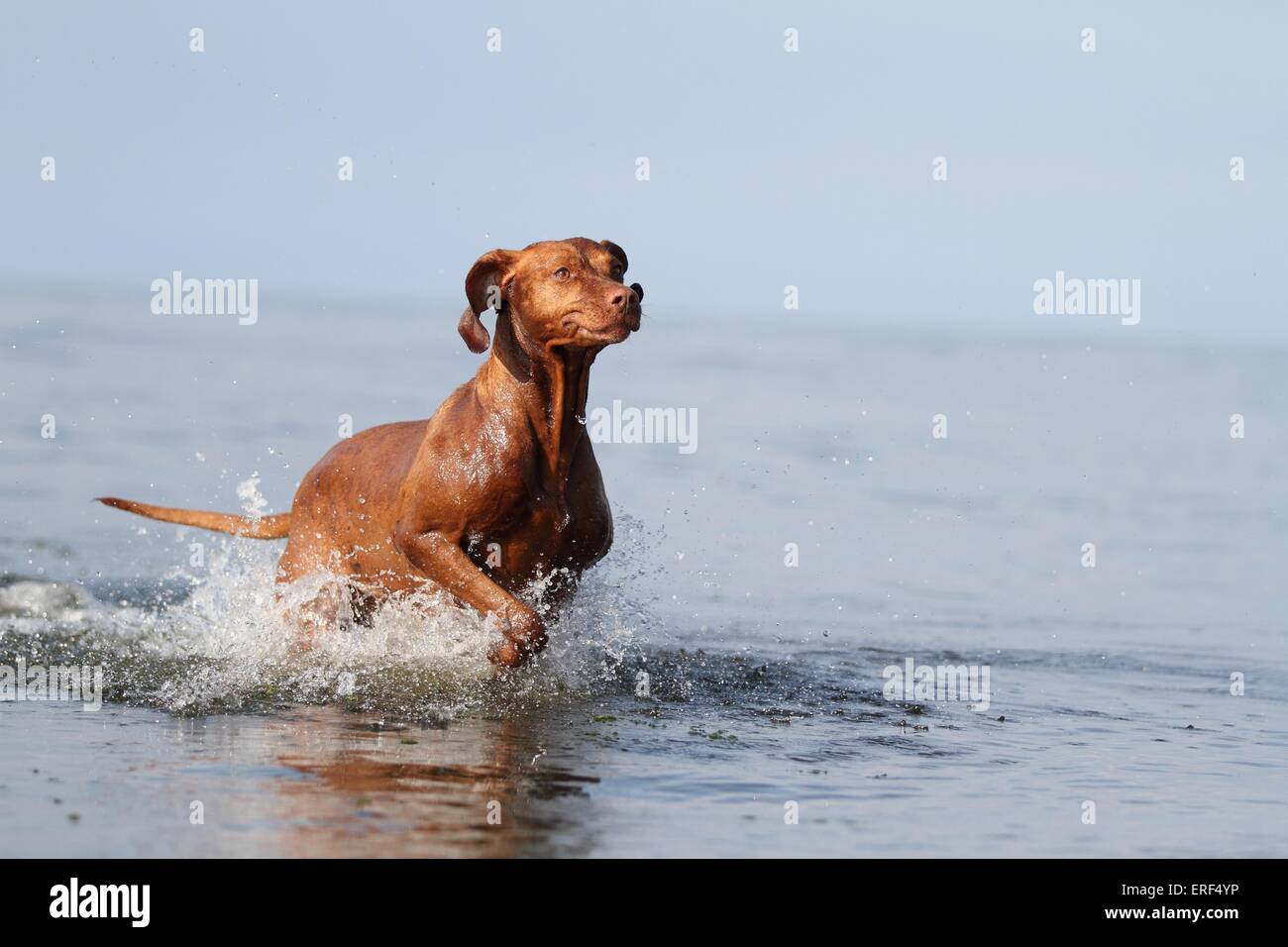 running shorthaired Magyar Vizsla Stock Photo - Alamy