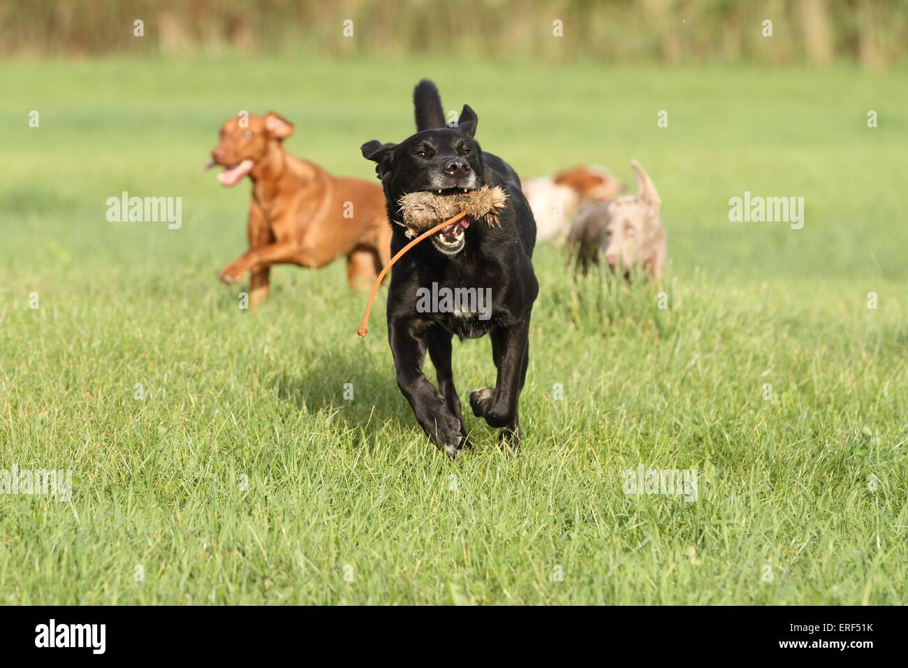 Old dogs group hi-res stock photography and images - Alamy
